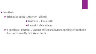 Anatomy & nerve supply of birth canal .pptx