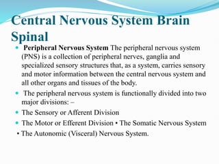 Anatomy and physiology of nervous system | PPTX