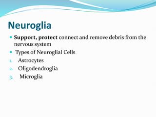 Anatomy and physiology of nervous system | PPTX