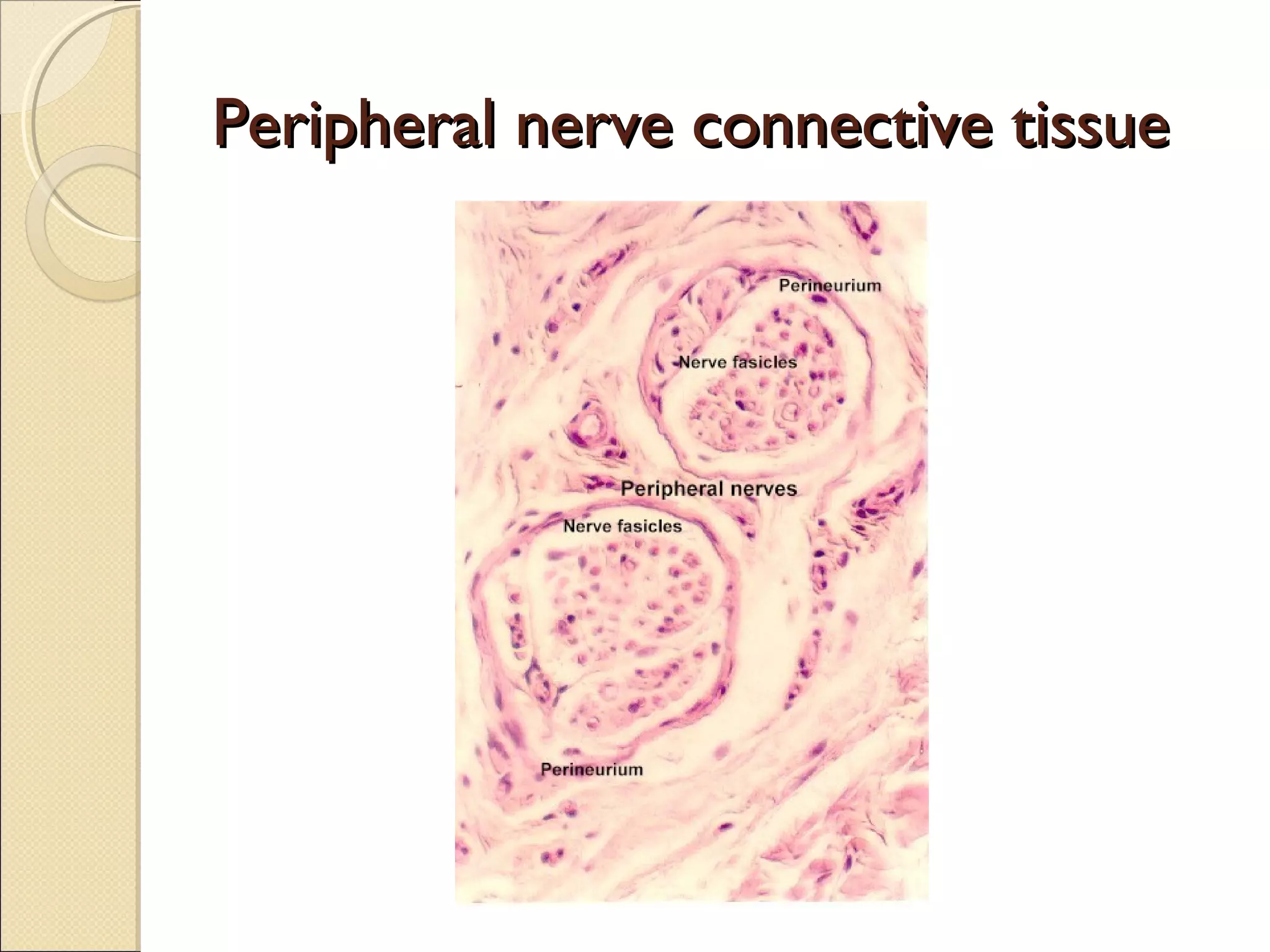 Anatomy nervous tissue chap 13 | PPT