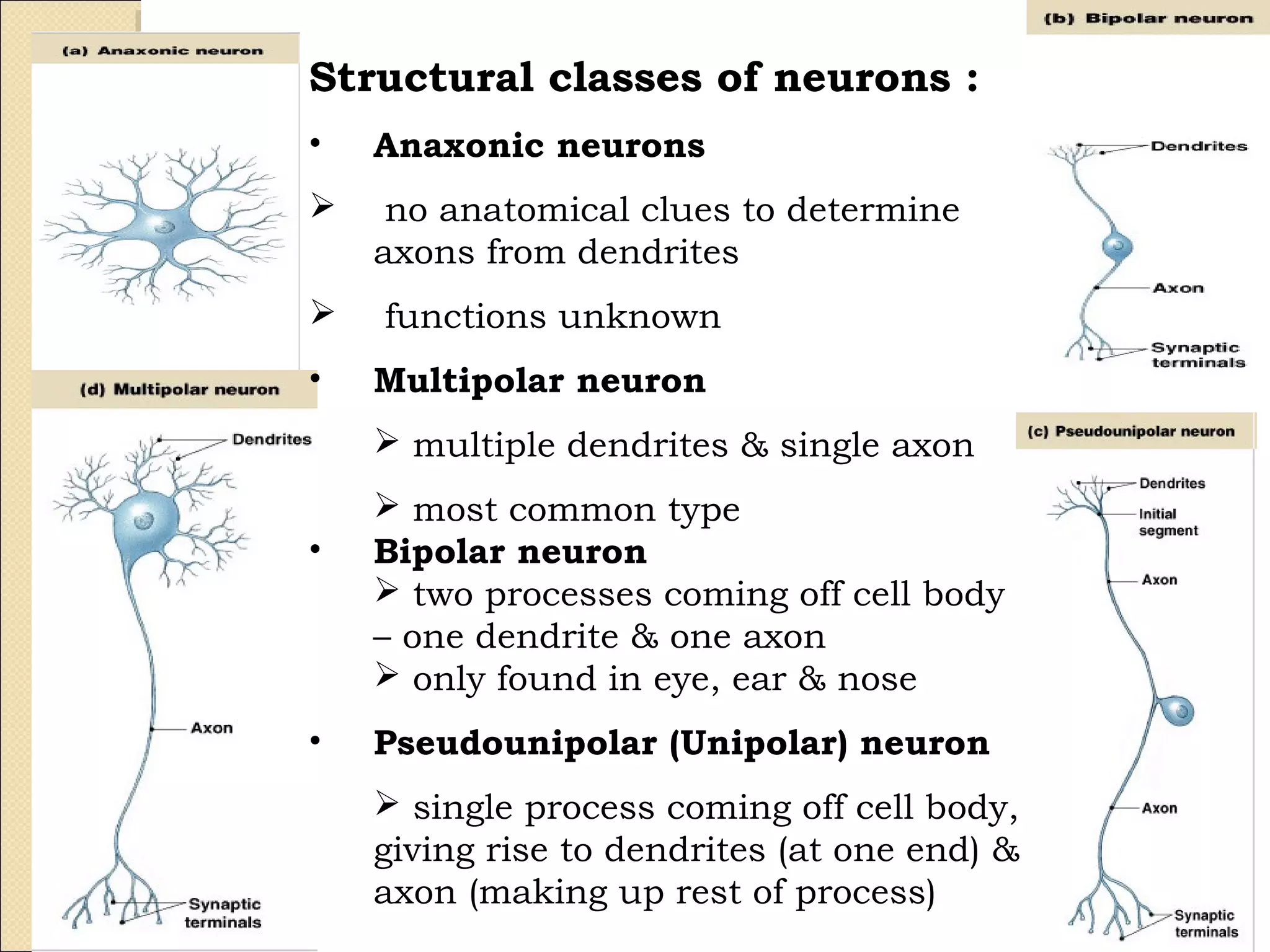 Anatomy nervous tissue chap 13 | PPT