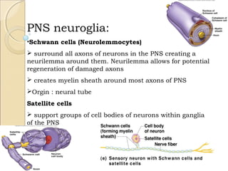 Anatomy nervous tissue chap 13 | PPT | Operating Systems | Computer ...