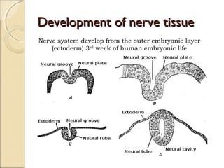 Anatomy nervous tissue chap 13 | PPT
