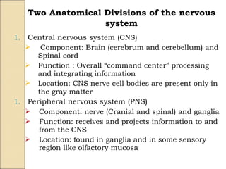 Anatomy nervous tissue chap 13 | PPT