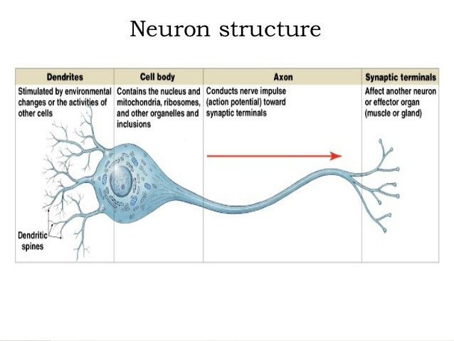 Anatomy nervous tissue chap 13