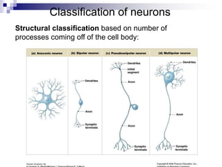 Anatomy Nervous Tissue - Chap 13 Anatomy.ppt