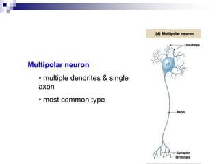 Anatomy Nervous Tissue - Chap 13 Anatomy.ppt