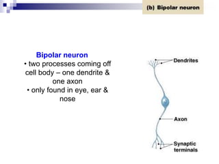 Anatomy Nervous Tissue - Chap 13 Anatomy.ppt