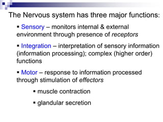 Anatomy Nervous Tissue - Chap 13 Anatomy.ppt