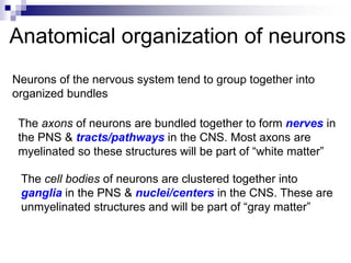 Anatomy Nervous Tissue - Chap 13 Anatomy.ppt