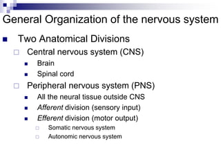 Anatomy Nervous Tissue - Chap 13 Anatomy.ppt