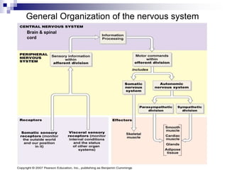 Anatomy Nervous Tissue - Chap 13 Anatomy.ppt