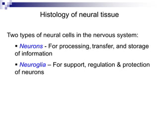 Anatomy Nervous Tissue - Chap 13 Anatomy.ppt