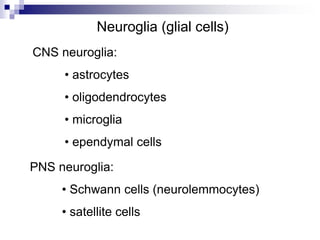Anatomy Nervous Tissue - Chap 13 Anatomy.ppt