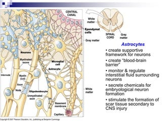 Anatomy Nervous Tissue - Chap 13 Anatomy.ppt
