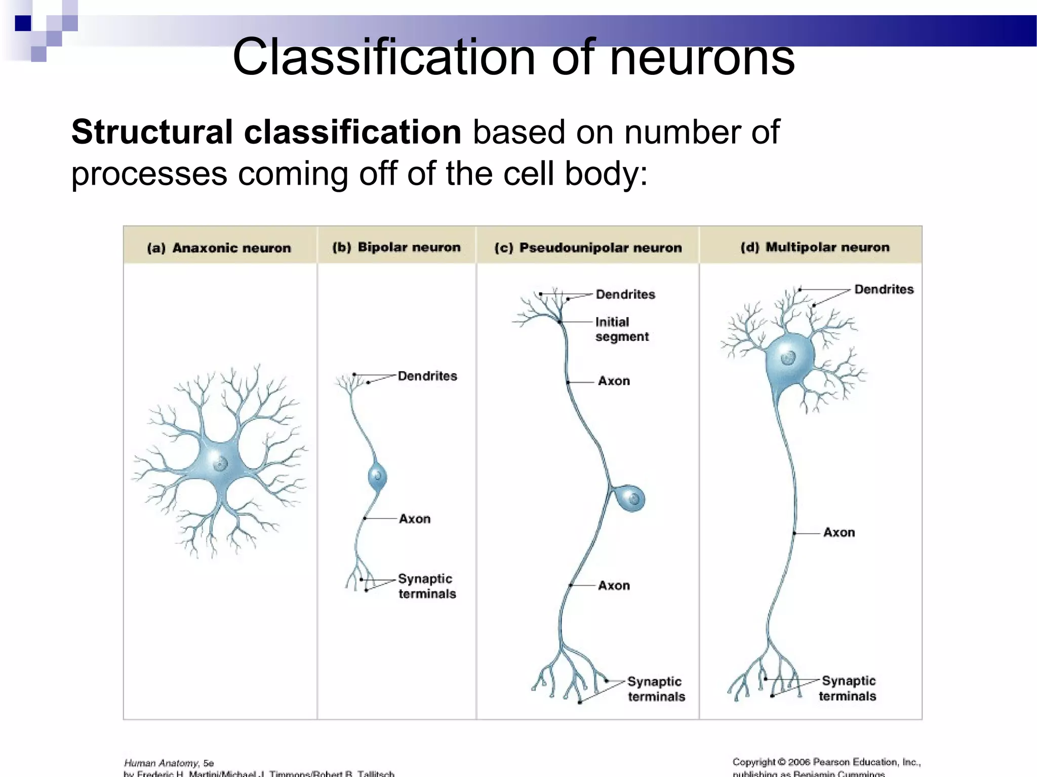 Anatomy nervous tissue | PPT