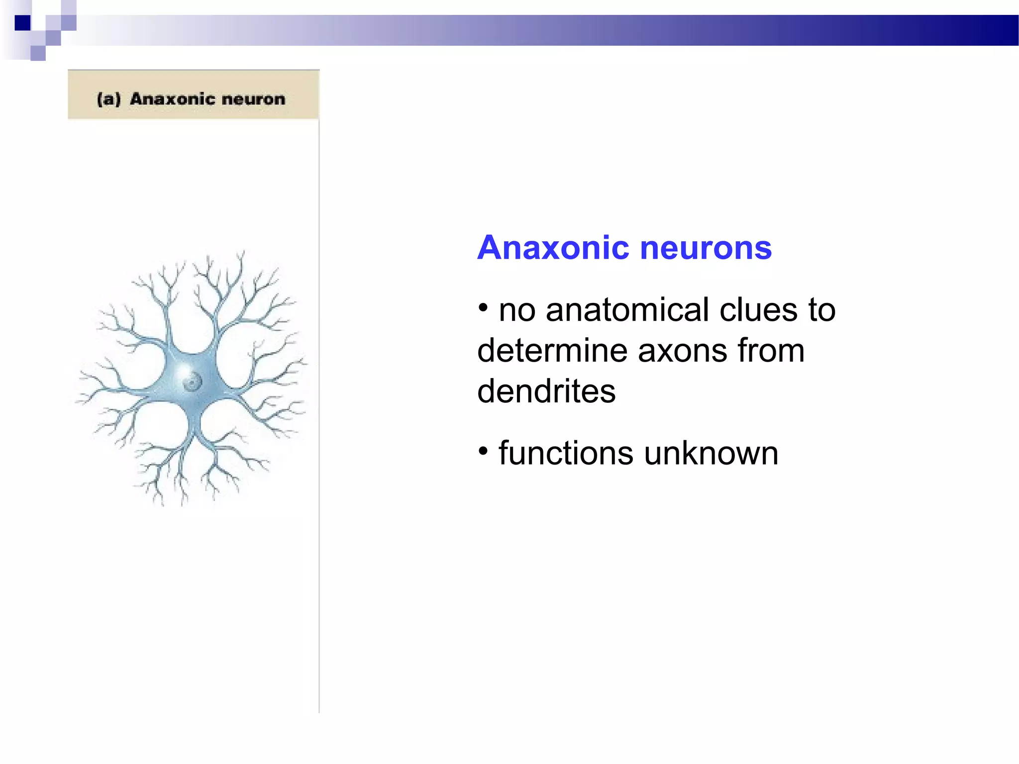 Anatomy nervous tissue | PPT