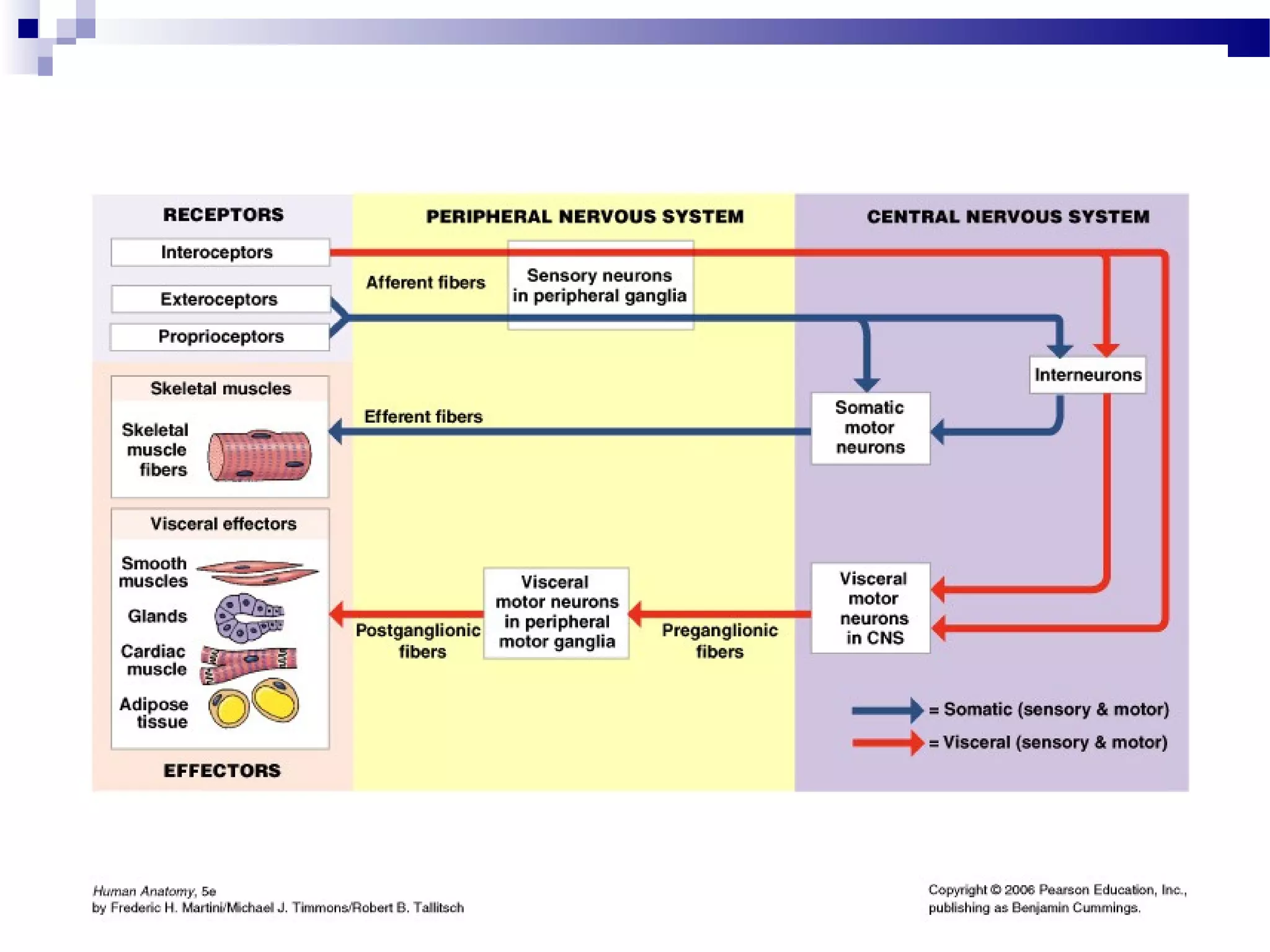 Anatomy nervous tissue | PPT