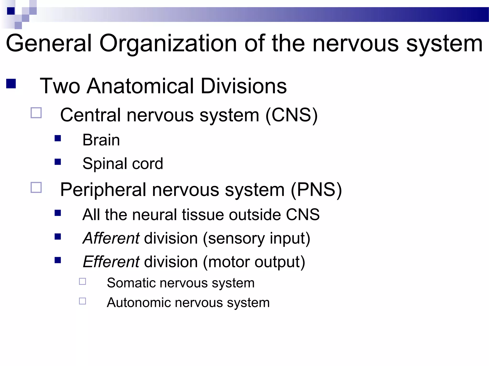 Anatomy nervous tissue | PPT