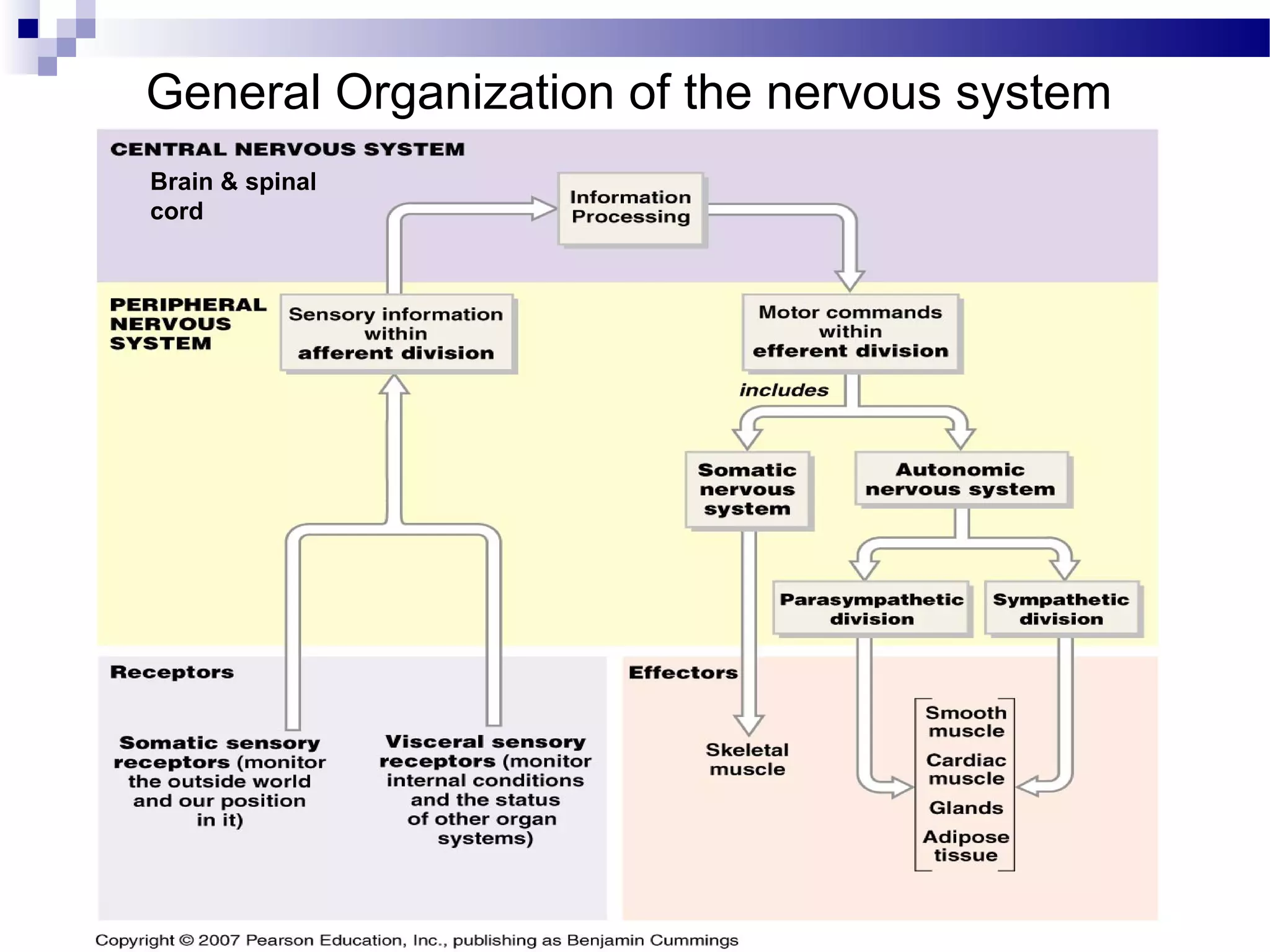 Anatomy nervous tissue | PPT