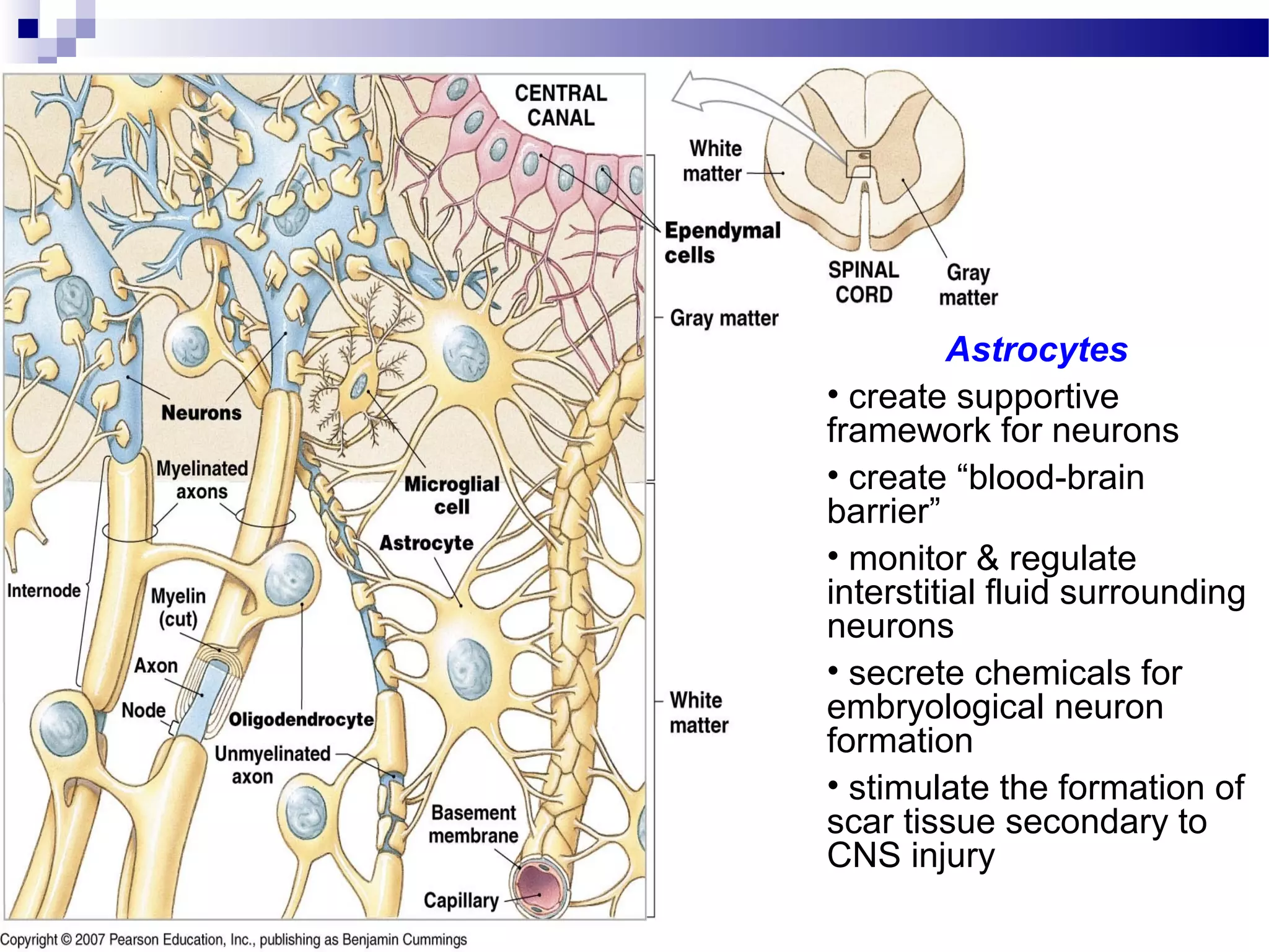 Anatomy nervous tissue | PPT