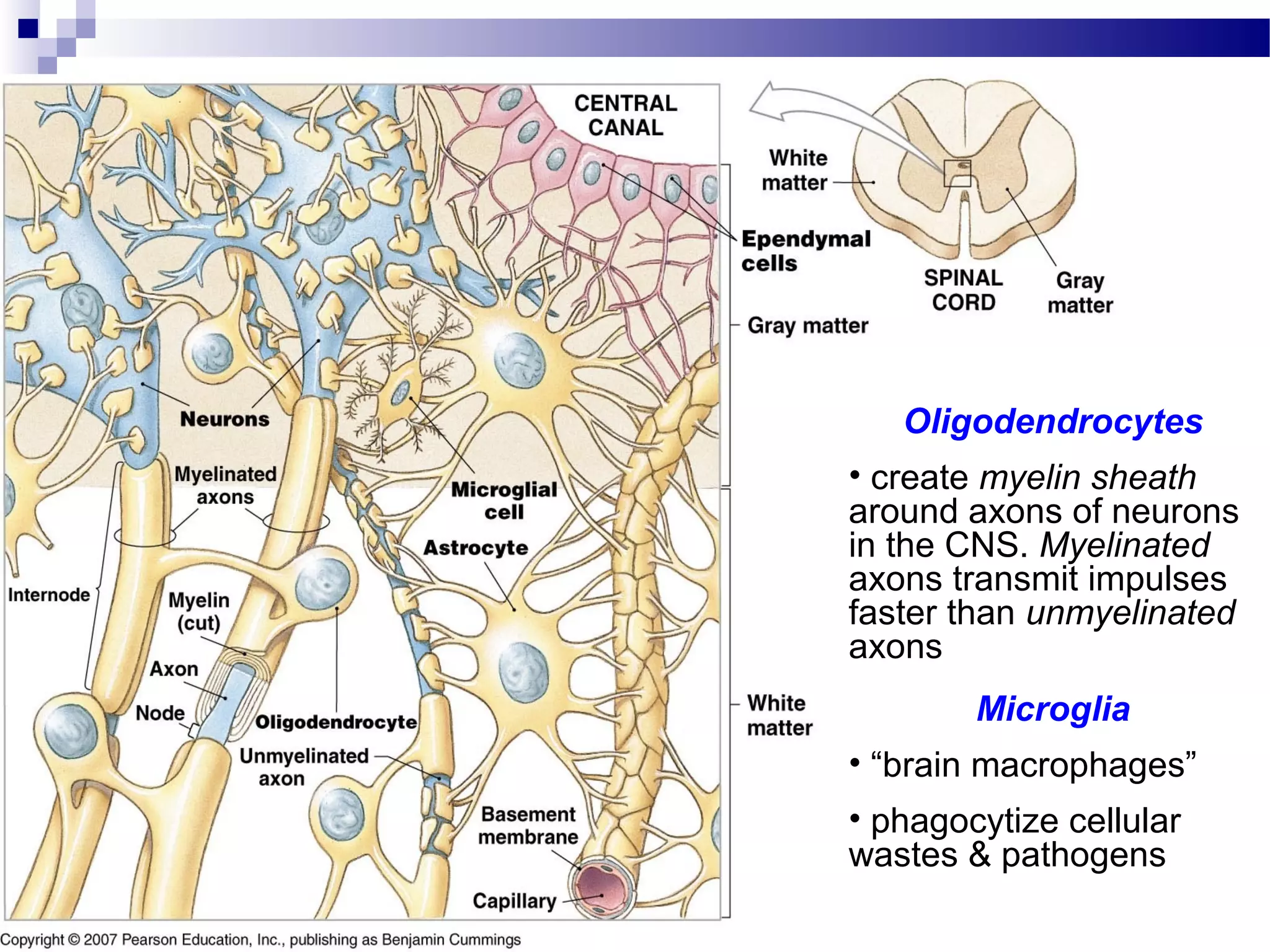 Anatomy nervous tissue | PPT