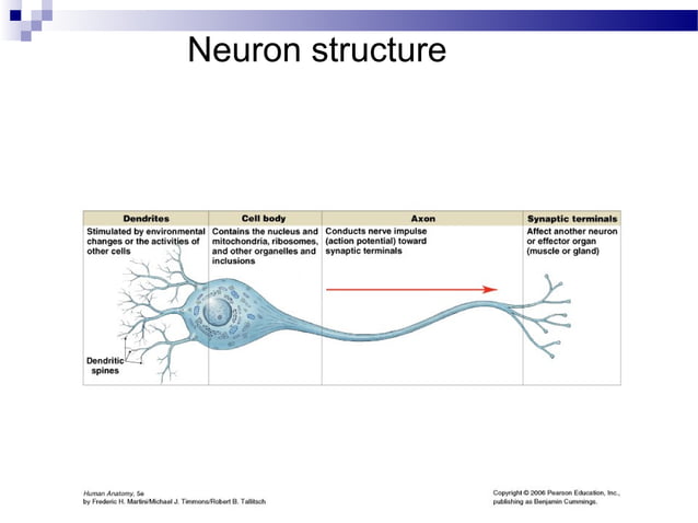 Anatomy nervous tissue | PPT