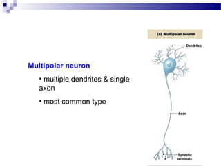 Anatomy nervous tissue | PPT