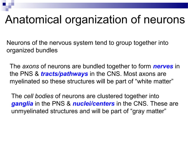 Anatomy nervous tissue | PPT