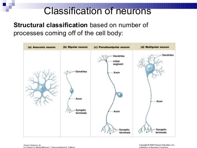 Anatomy nervous tissue