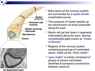Anatomy Nervous Tissue Gross Anatomy for medical students | PPT