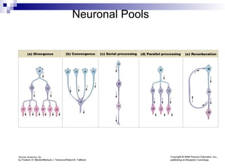 Anatomy Nervous Tissue Gross Anatomy for medical students | PPT
