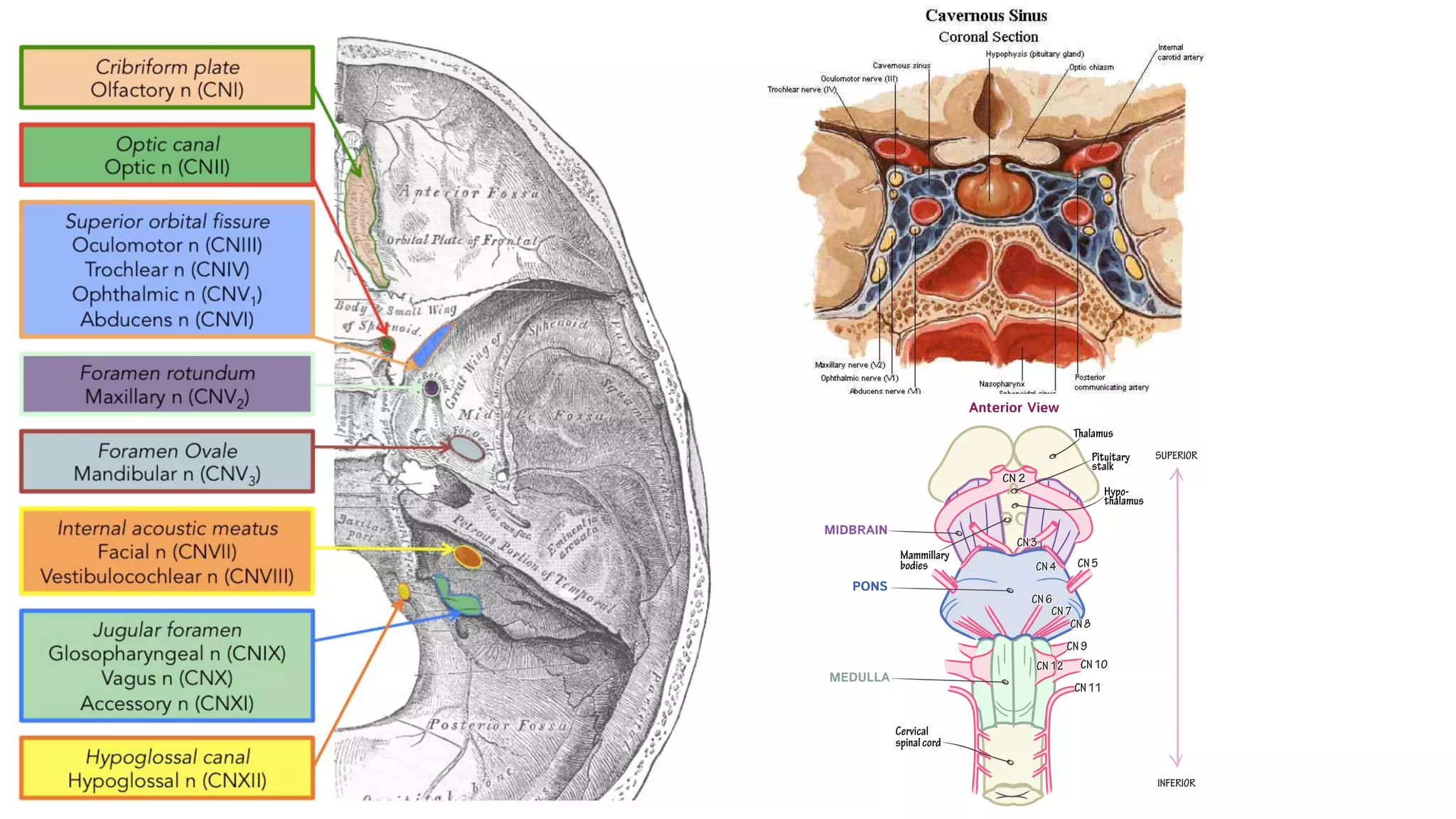 Anatomy Nervus Cranialis.pdf