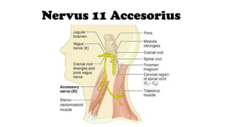 Anatomy Nervus Cranialis.pdf