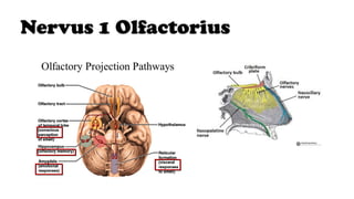 Anatomy Nervus Cranialis.pdf