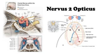 Anatomy Nervus Cranialis.pdf