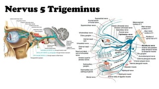 Anatomy Nervus Cranialis.pdf