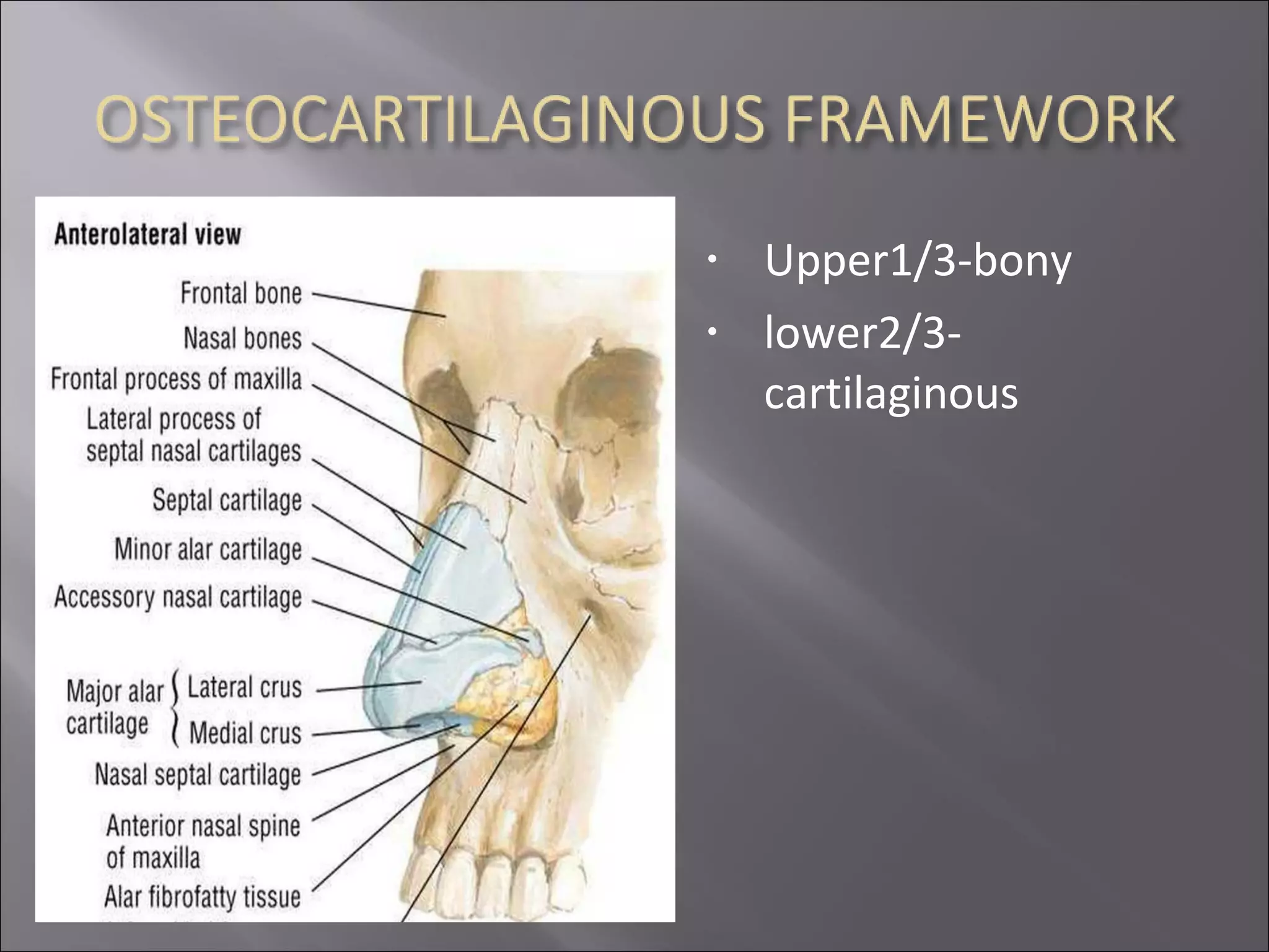 Anatomy nose and nasopharynx r vignesh | PPT