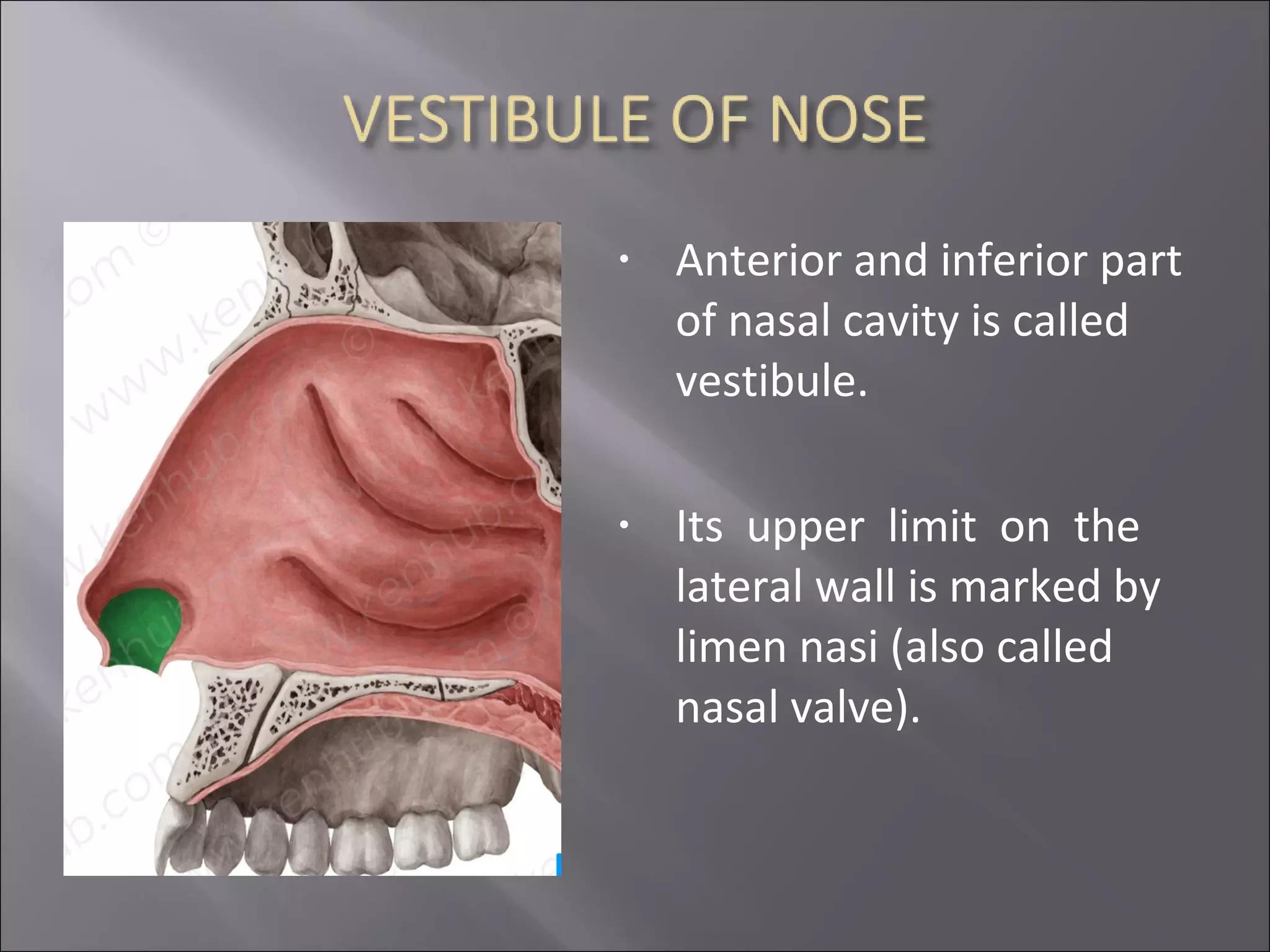 Anatomy nose and nasopharynx r vignesh | PPT