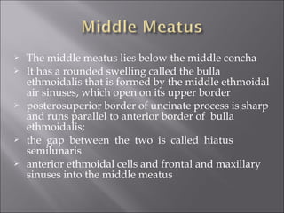 Anatomy nose and nasopharynx r vignesh | PPT