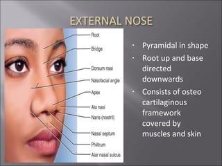 Anatomy nose and nasopharynx r vignesh | PPT