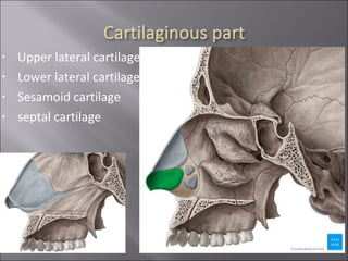 Anatomy nose and nasopharynx r vignesh | PPT