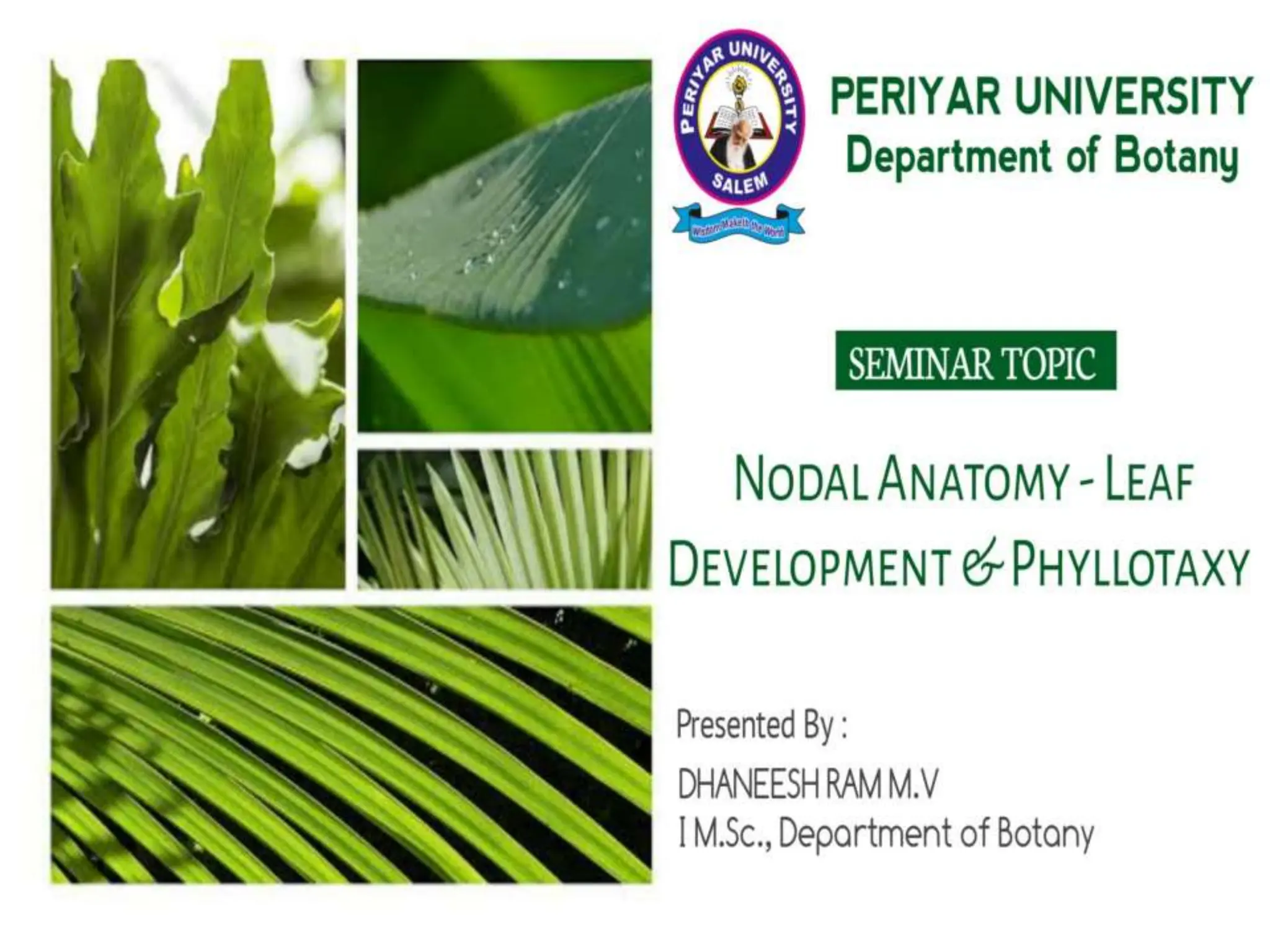 Nodal anatomy, Leaf development & Phyllotaxy | PPTX