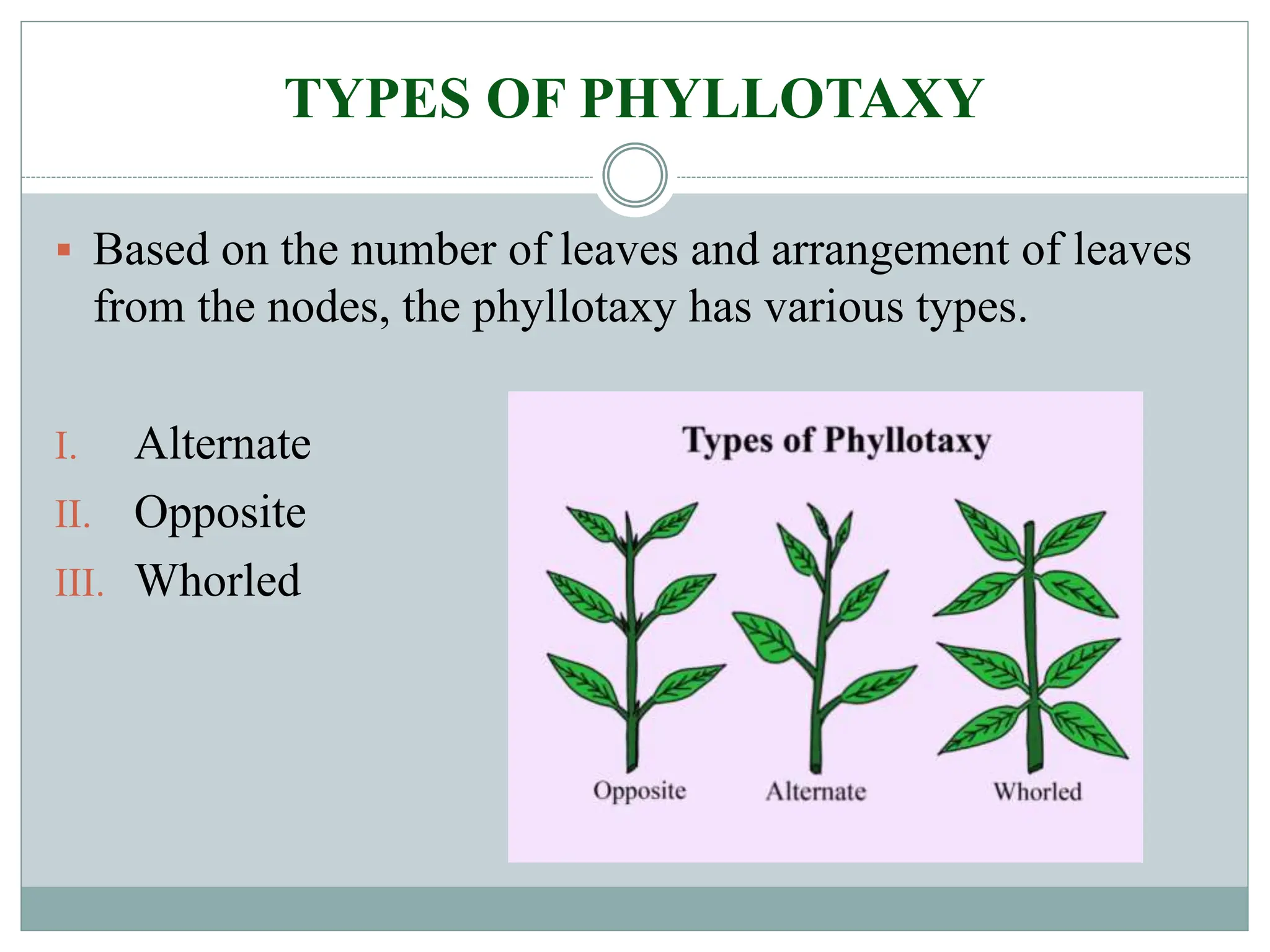 Nodal anatomy, Leaf development & Phyllotaxy | PPTX