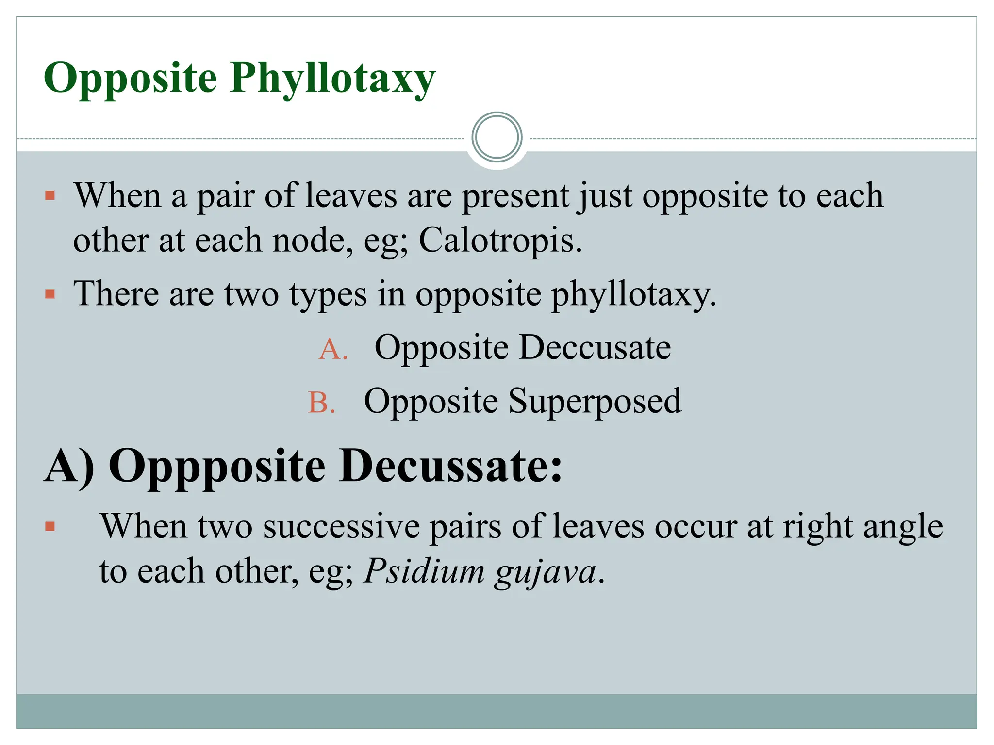 Nodal anatomy, Leaf development & Phyllotaxy | PPTX