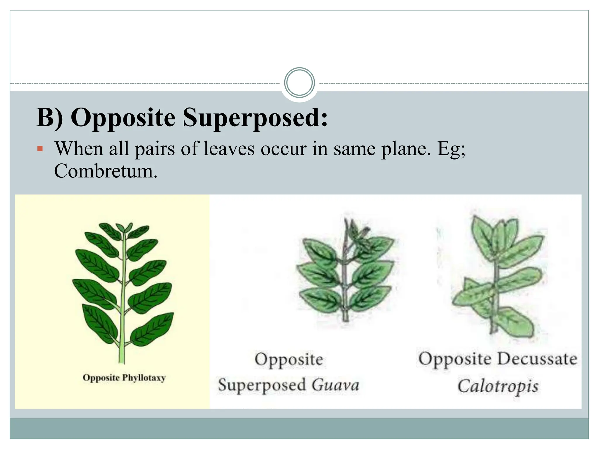 Nodal anatomy, Leaf development & Phyllotaxy | PPTX