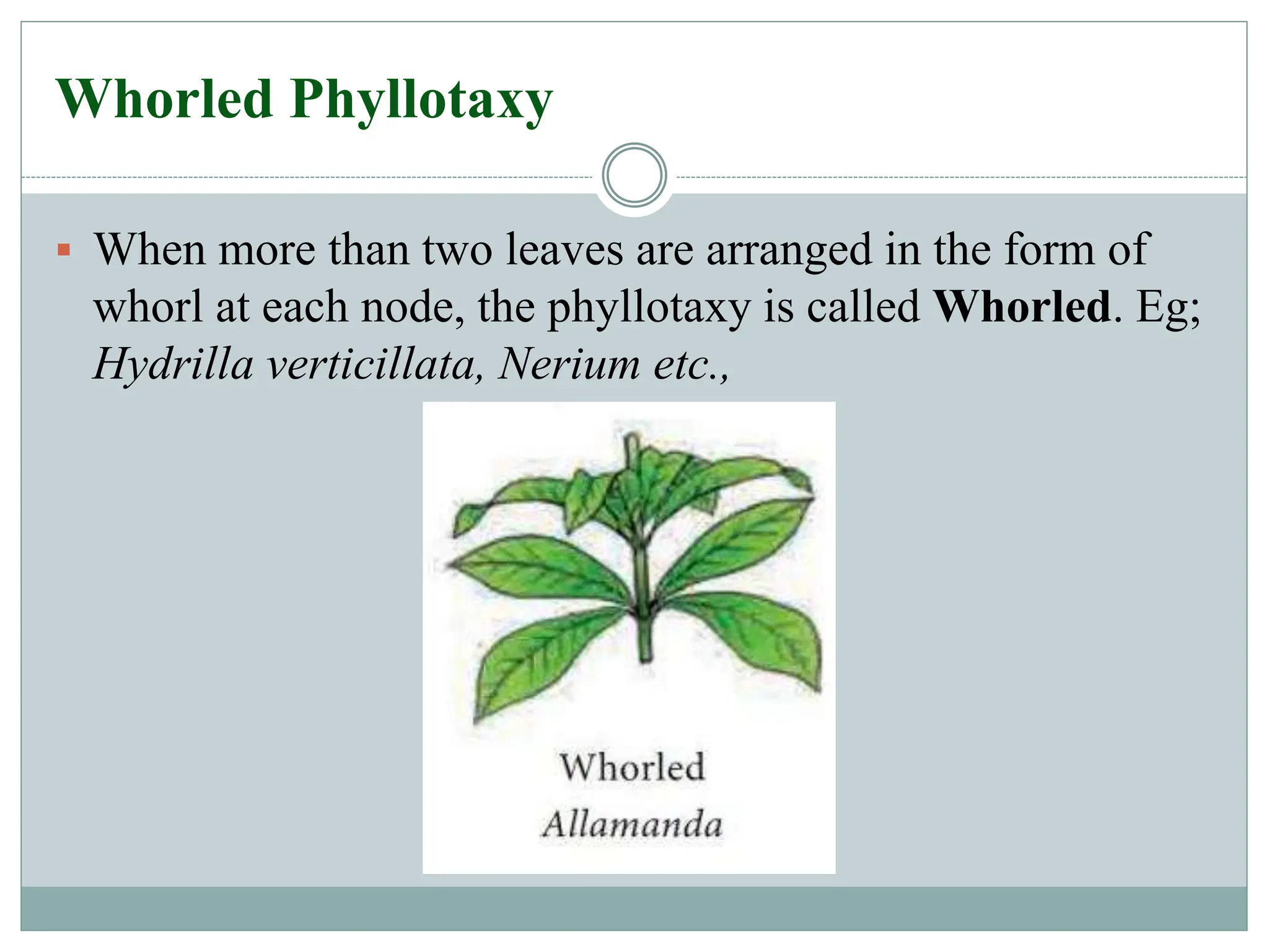 Nodal anatomy, Leaf development & Phyllotaxy | PPTX