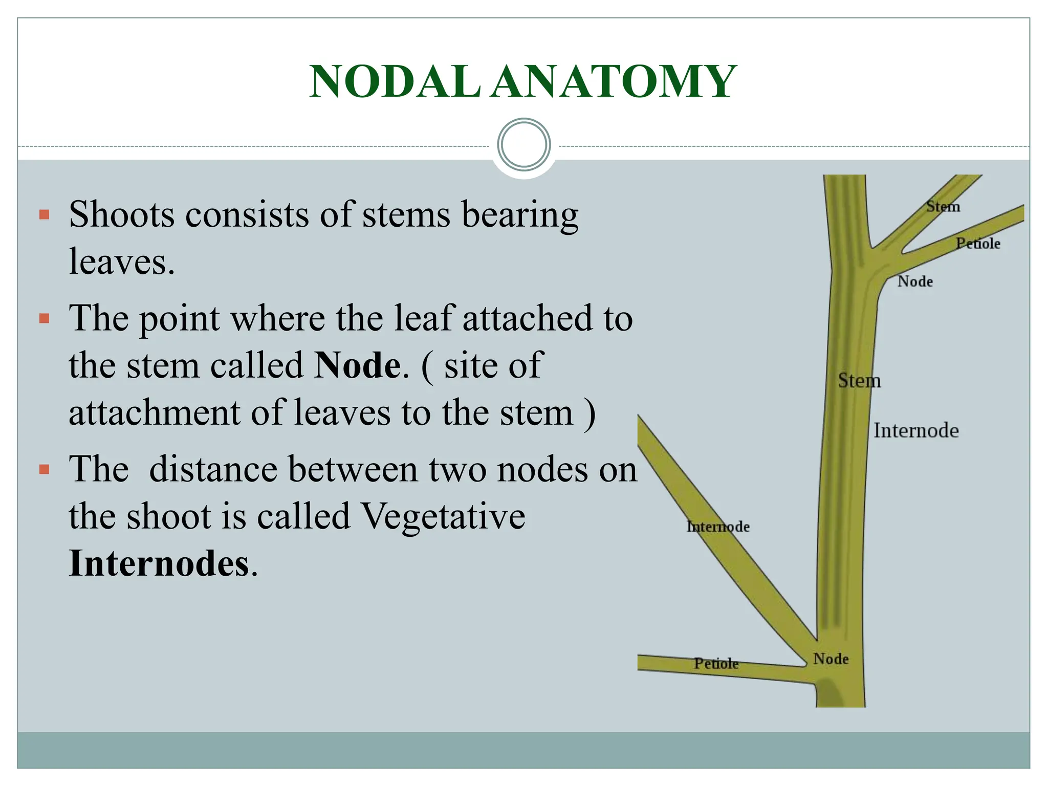 Nodal anatomy, Leaf development & Phyllotaxy | PPTX