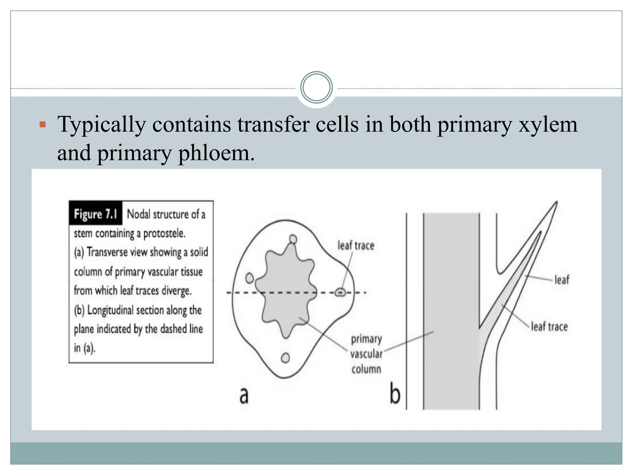 Nodal anatomy, Leaf development & Phyllotaxy | PPTX