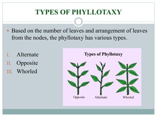 Nodal anatomy, Leaf development & Phyllotaxy | PPTX